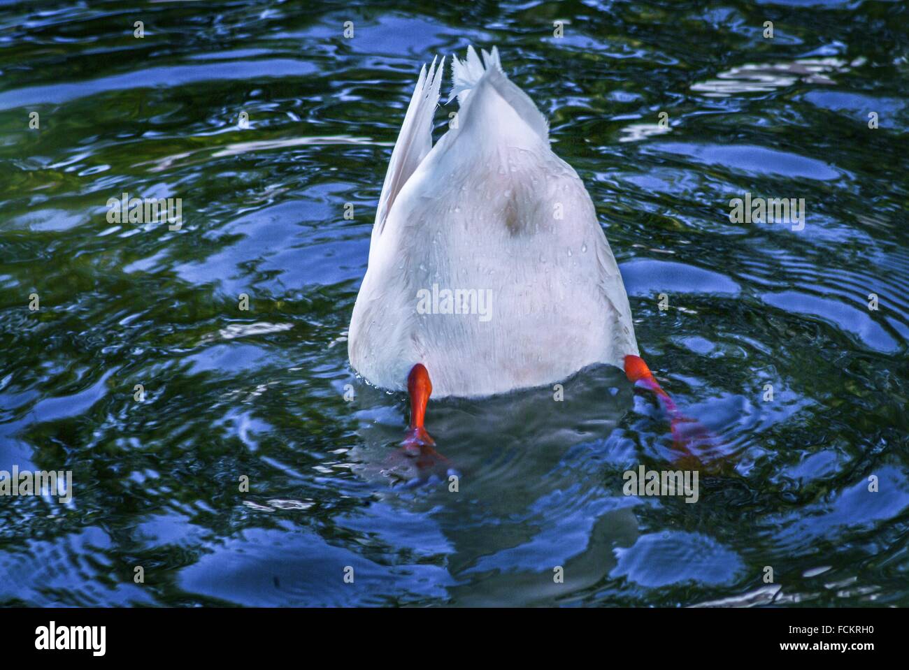 White tip of tail hi-res stock photography and images - Alamy