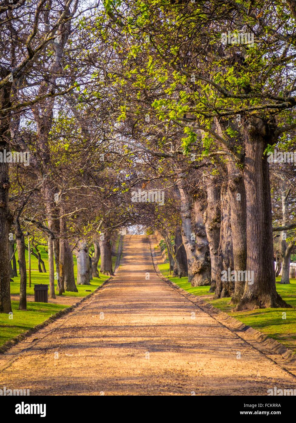 A line of oak trees hi-res stock photography and images - Alamy