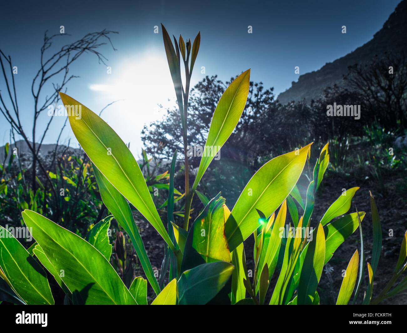 Sun set tree hi-res stock photography and images - Alamy