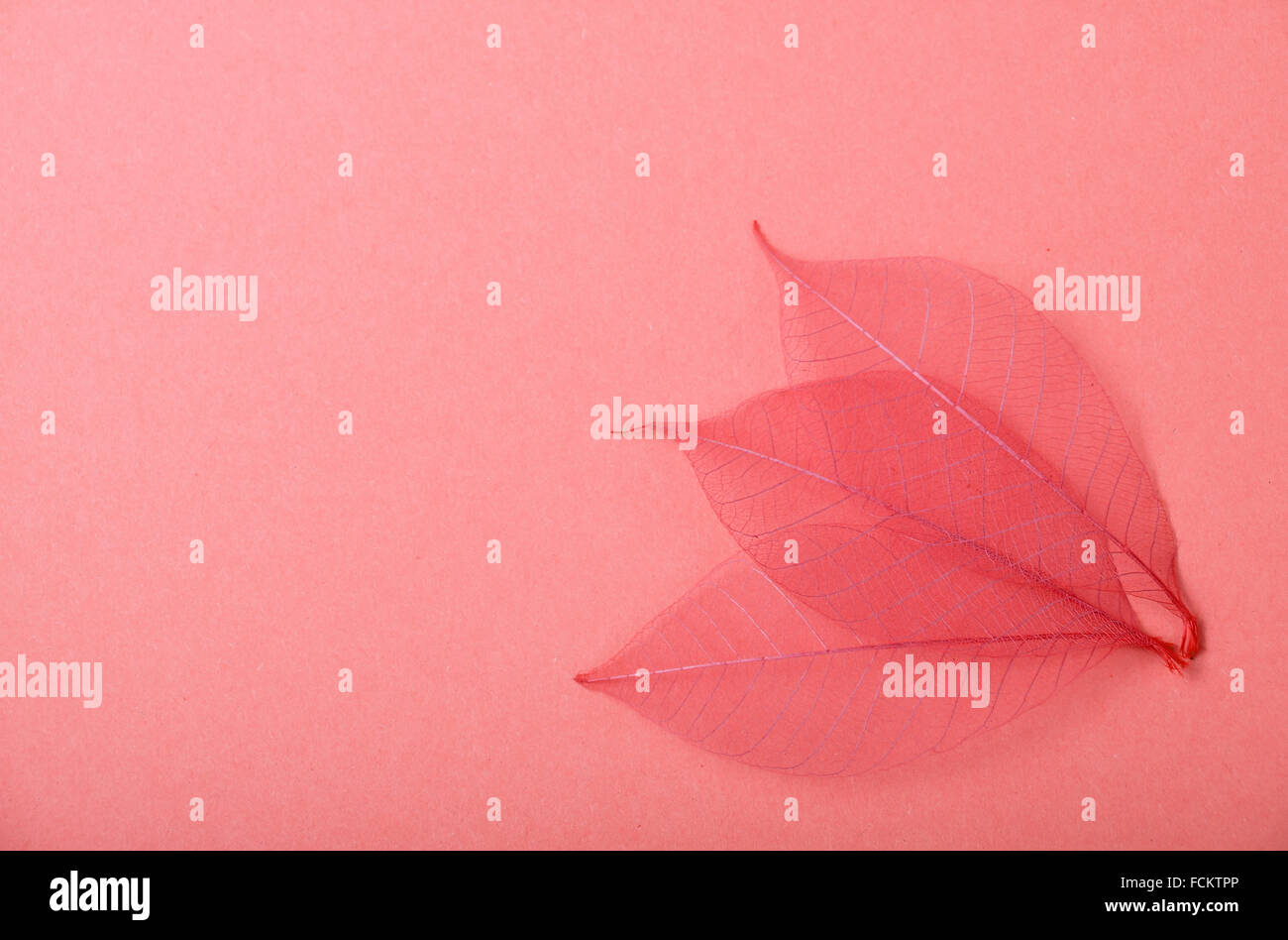Three red dried skeleton leaves decoration overlap in corner on pink ...