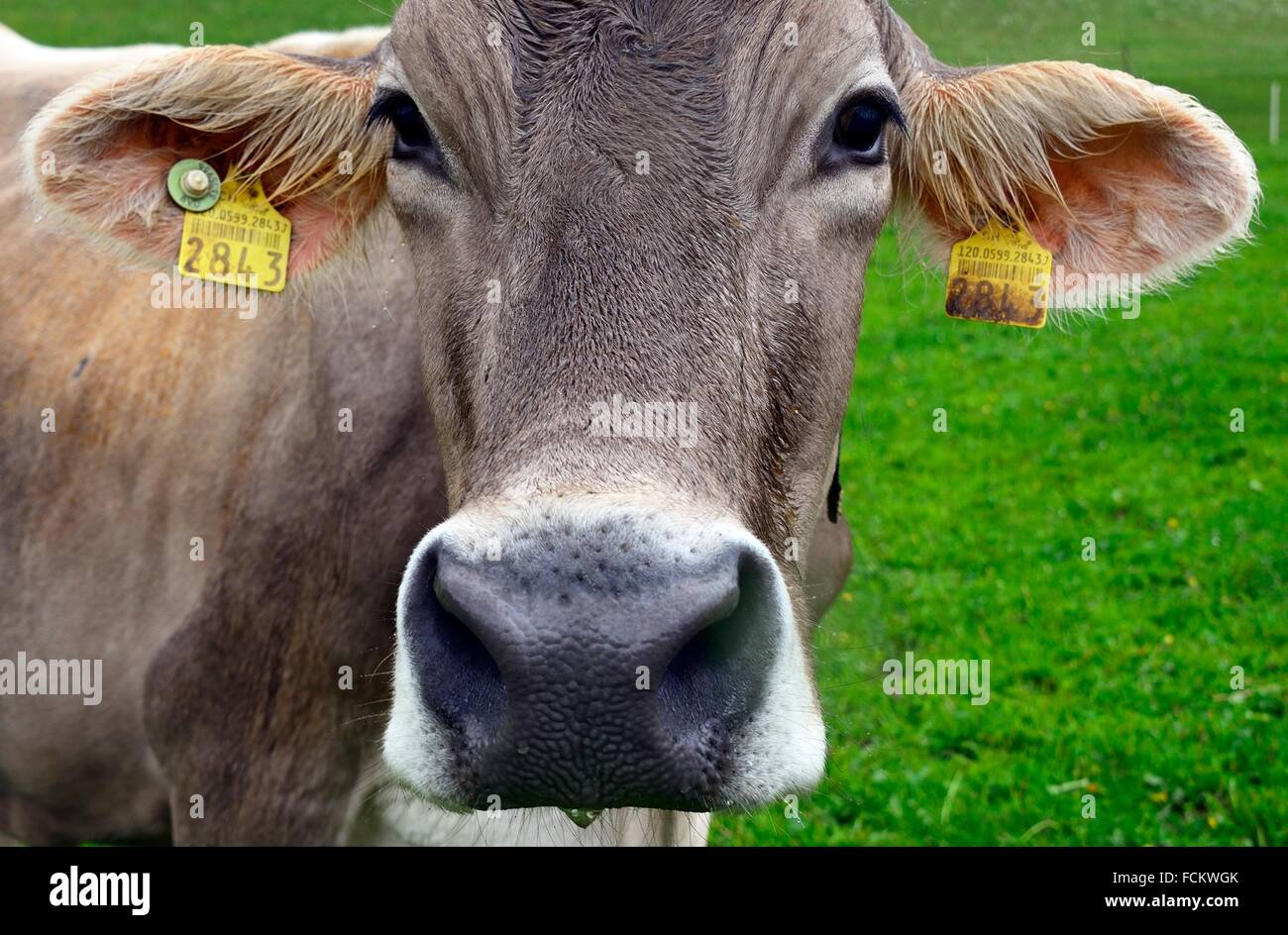 close-up of Swiss cow Stock Photo - Alamy