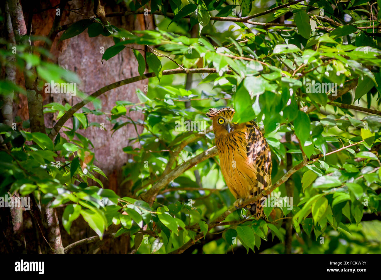 Wild buffy fish-owl (Bubo ketupu) in Way Kambas National Park, Sumatra ...