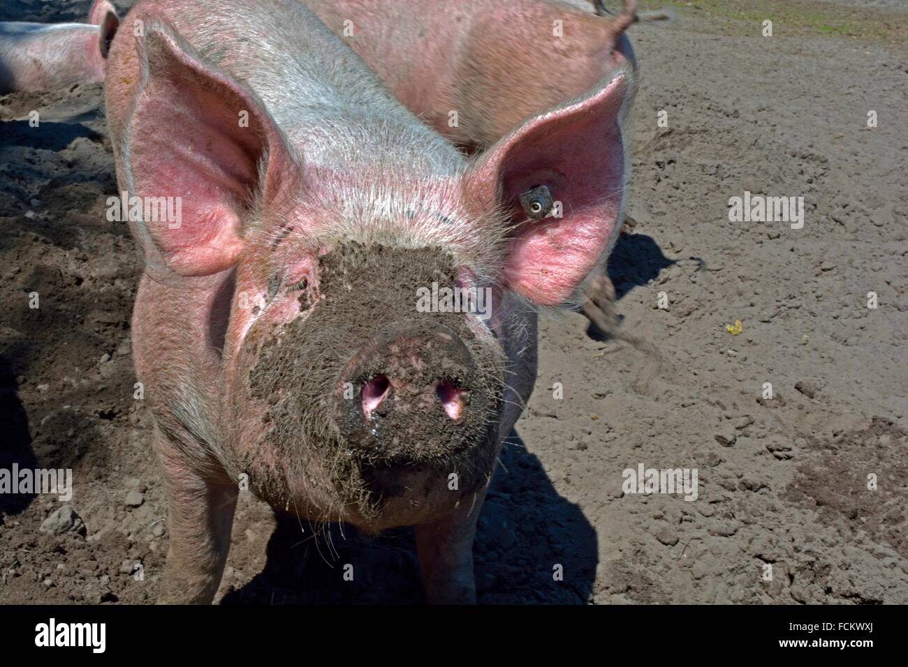 Pig with rake hi-res stock photography and images - Alamy