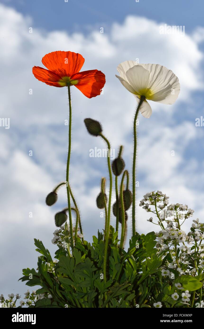 Red eye stalk hi-res stock photography and images - Alamy