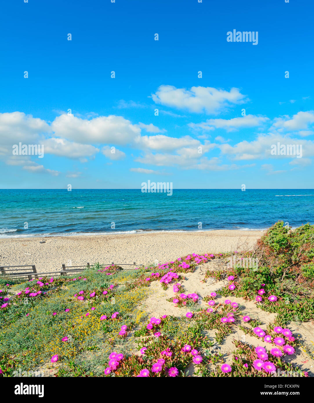 pink flowers on sand dunes in Platamona beach, Sardinia Stock Photo - Alamy
