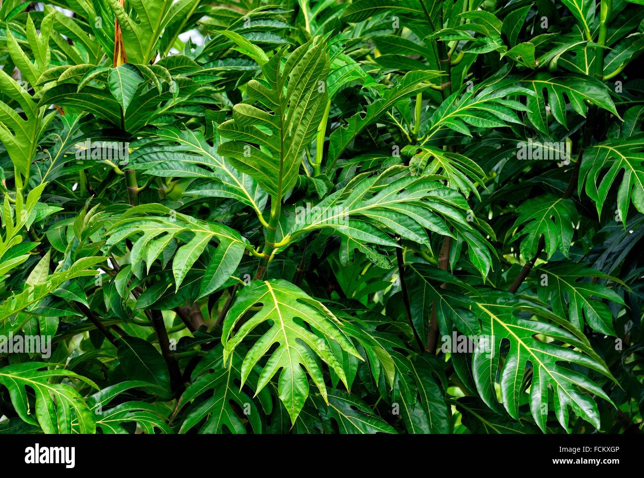 Mascarene islands flora hi-res stock photography and images - Alamy