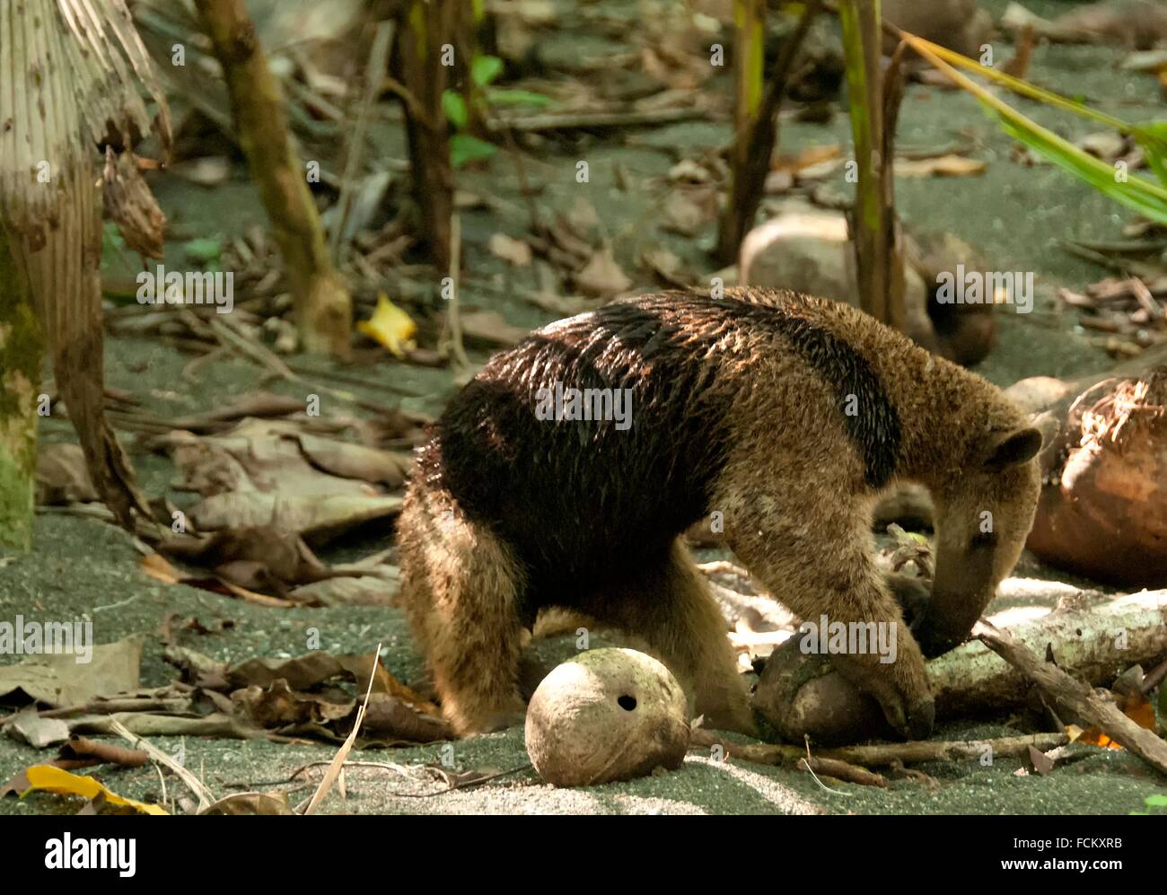 Tree Anteater High Resolution Stock Photography and Images - Alamy
