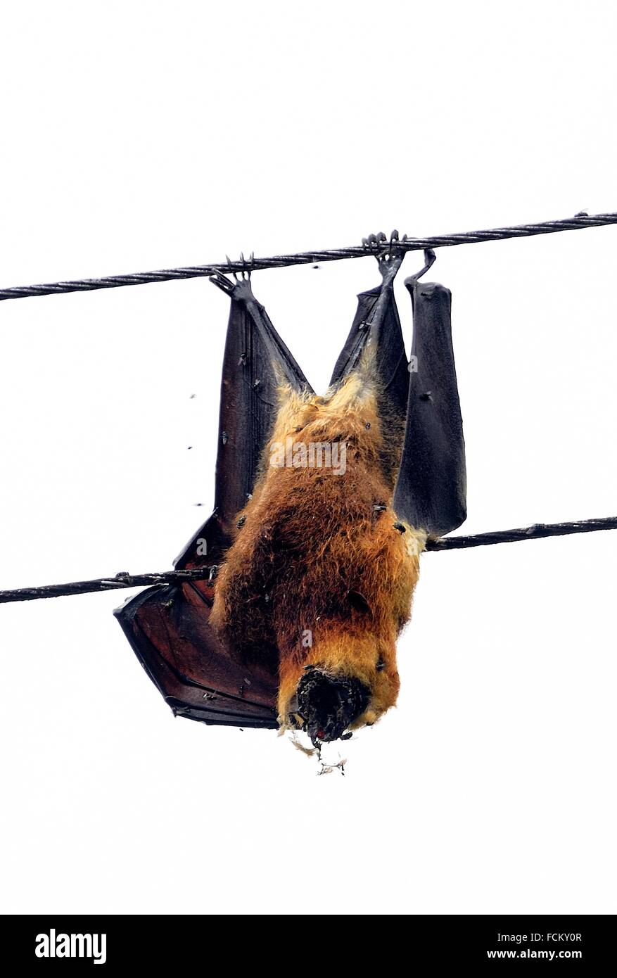 Which has died Cut Out Stock Images & Pictures - Alamy