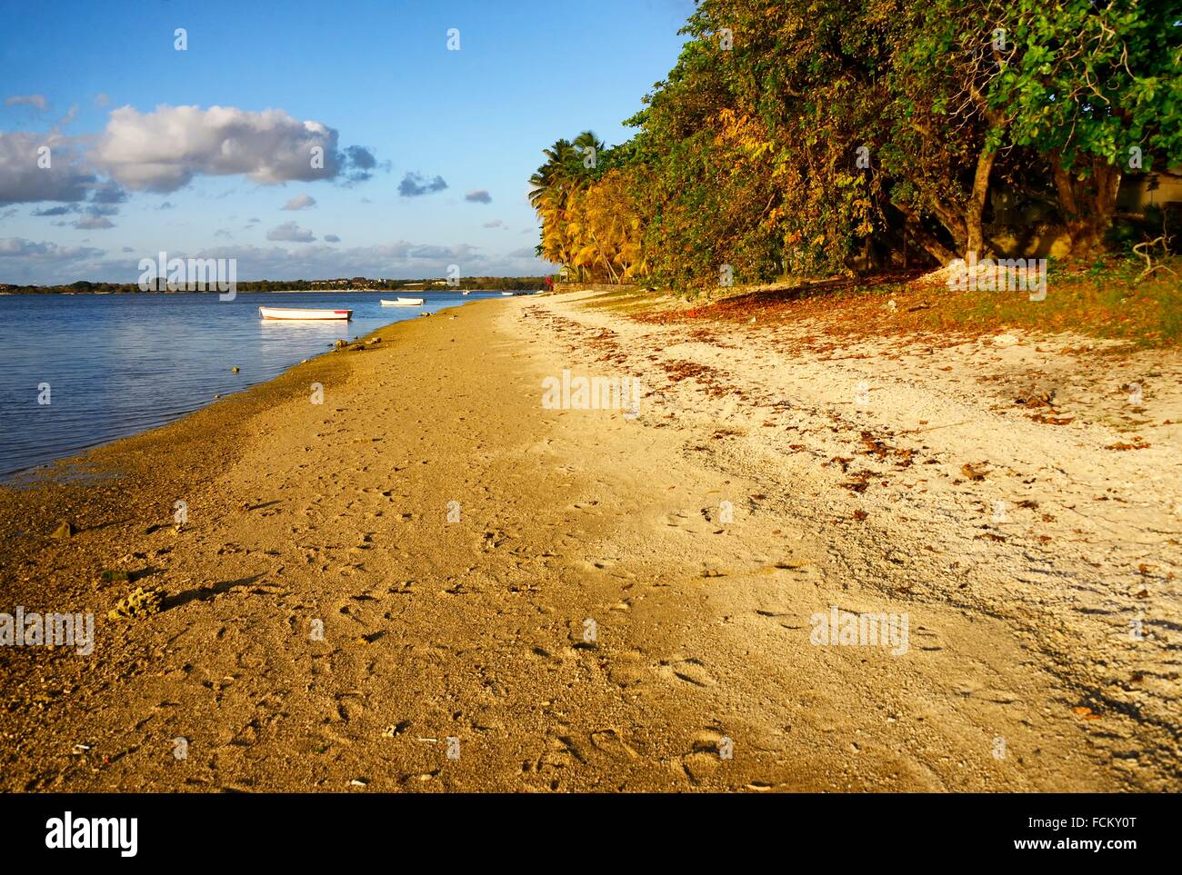 Mascarene islands flora hi-res stock photography and images - Alamy