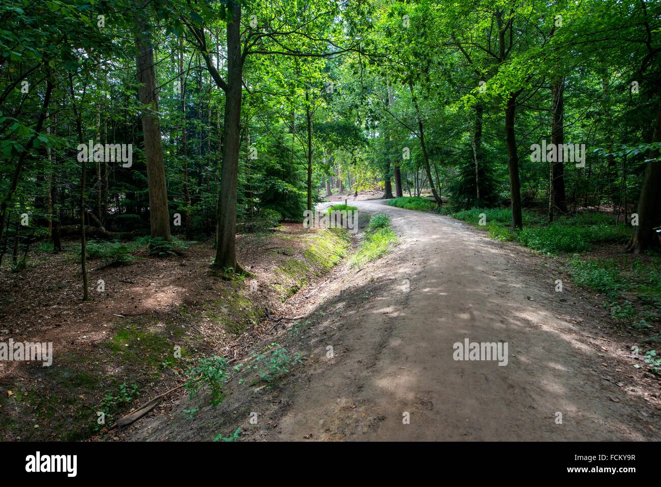 Mastbos forest hi-res stock photography and images - Alamy