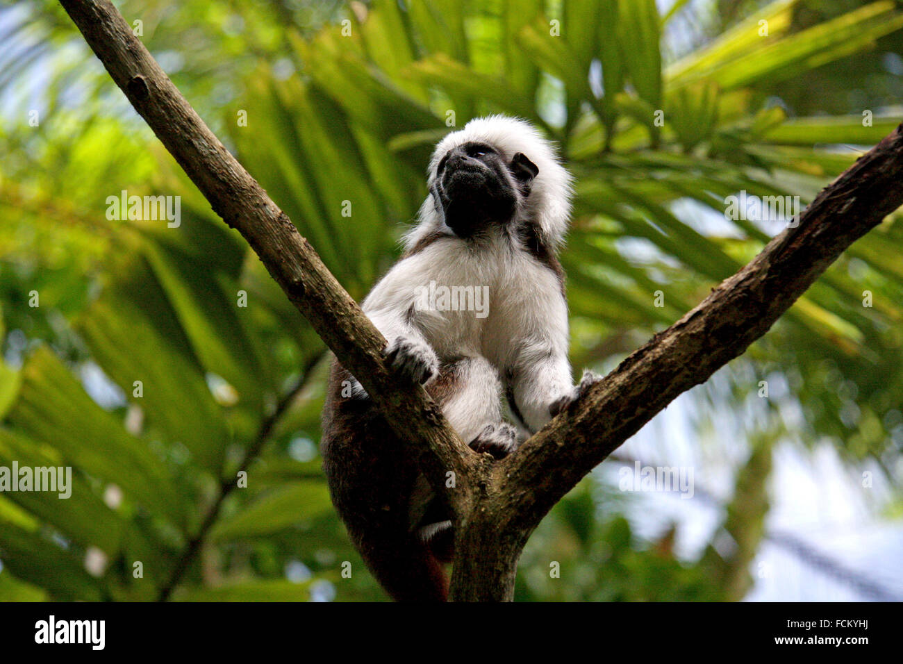 Cotton-Top Tamarin monkey, in between two split branches of a tree ...