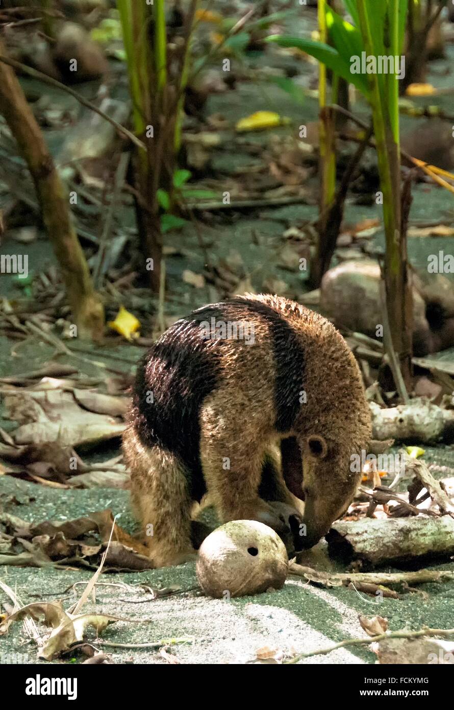Tamandua eating hi-res stock photography and images - Alamy