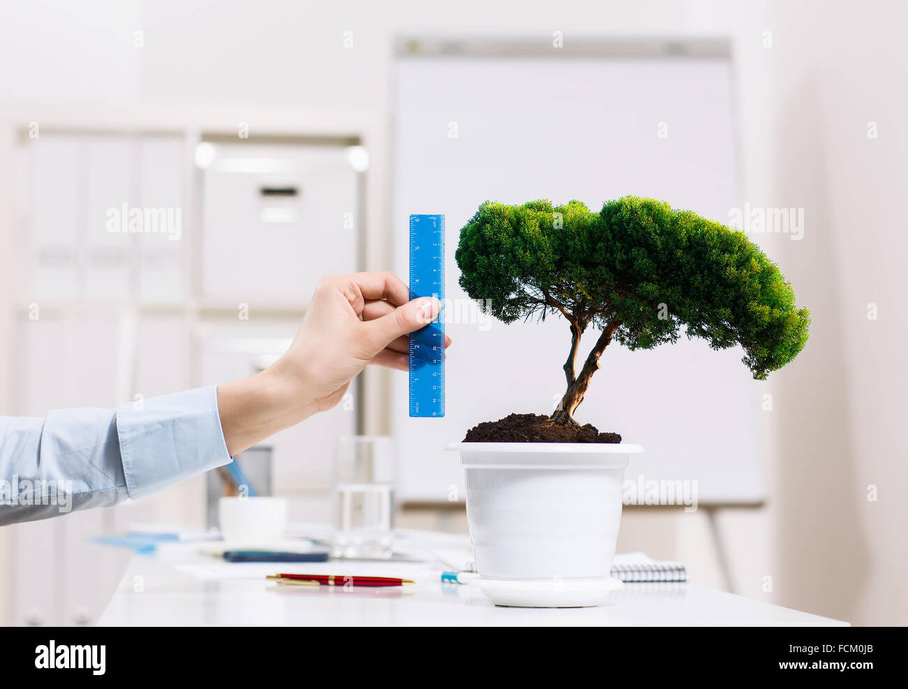 Close up of human hand measuring plant in pot with ruler Stock Photo ...