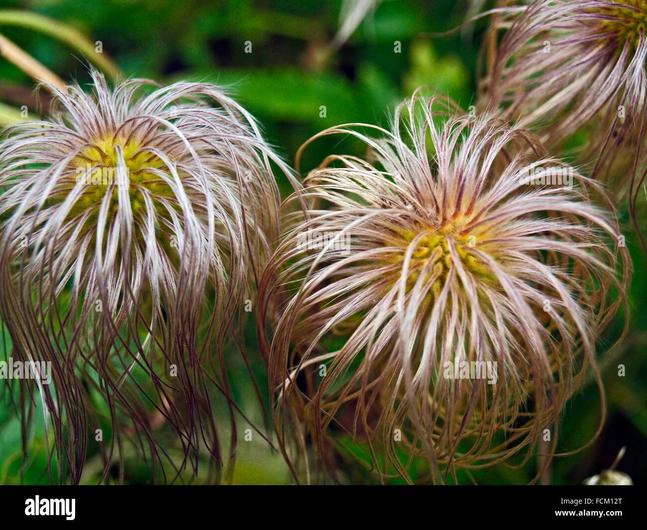 Clematis seed pod hi-res stock photography and images - Alamy