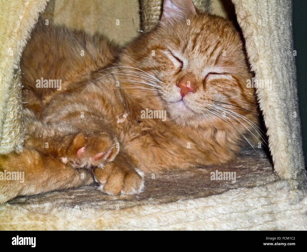 Marmalade cat hi-res stock photography and images - Alamy