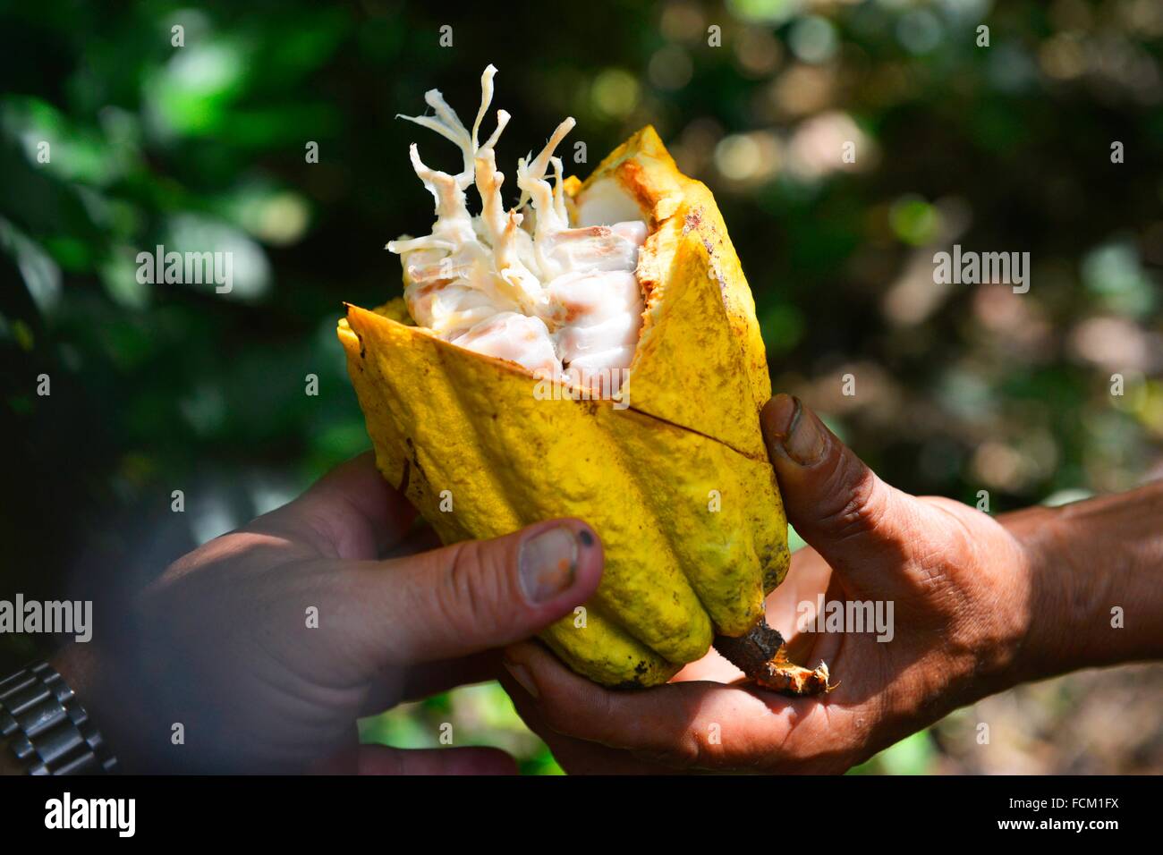 Cocoa tree pod hi-res stock photography and images - Alamy