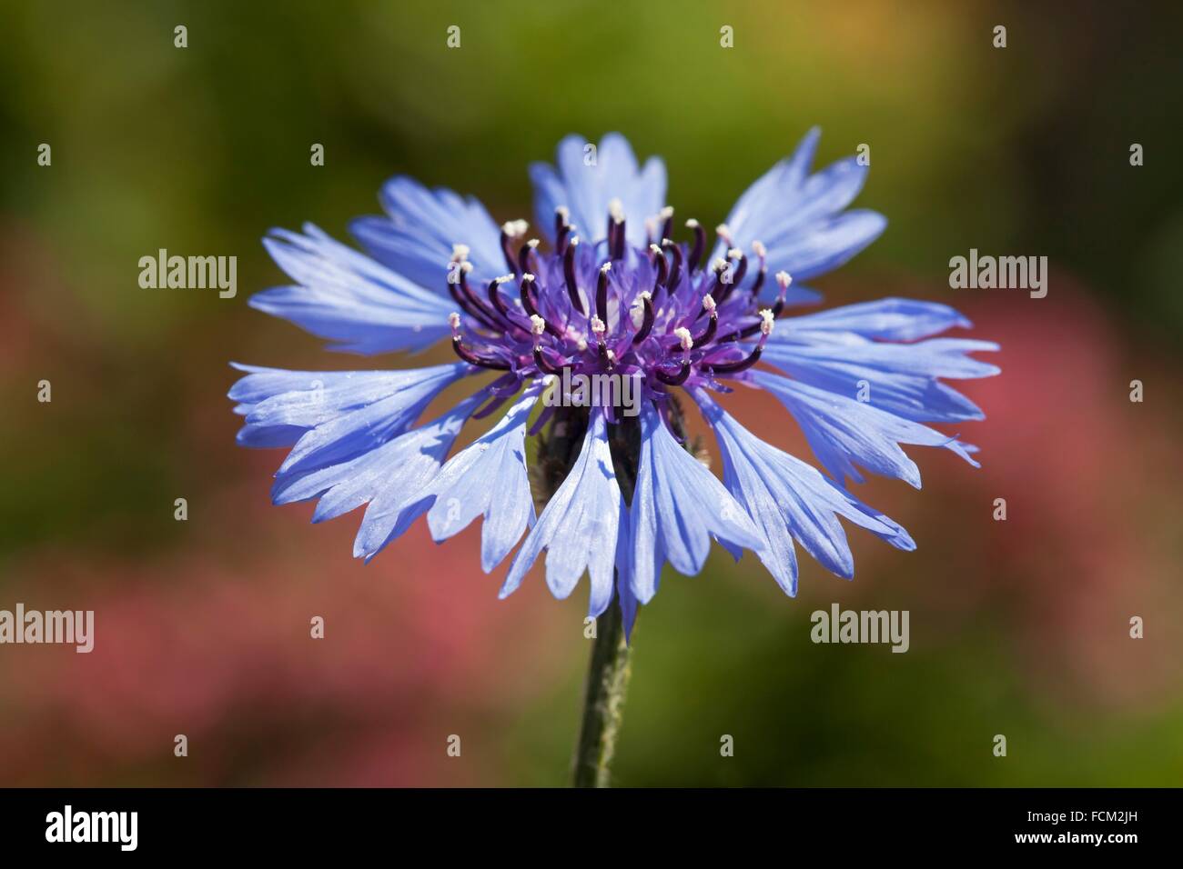 Cornflower, Centaurea cyanus; Geesthacht; Schleswig- Holstein; Germany ...