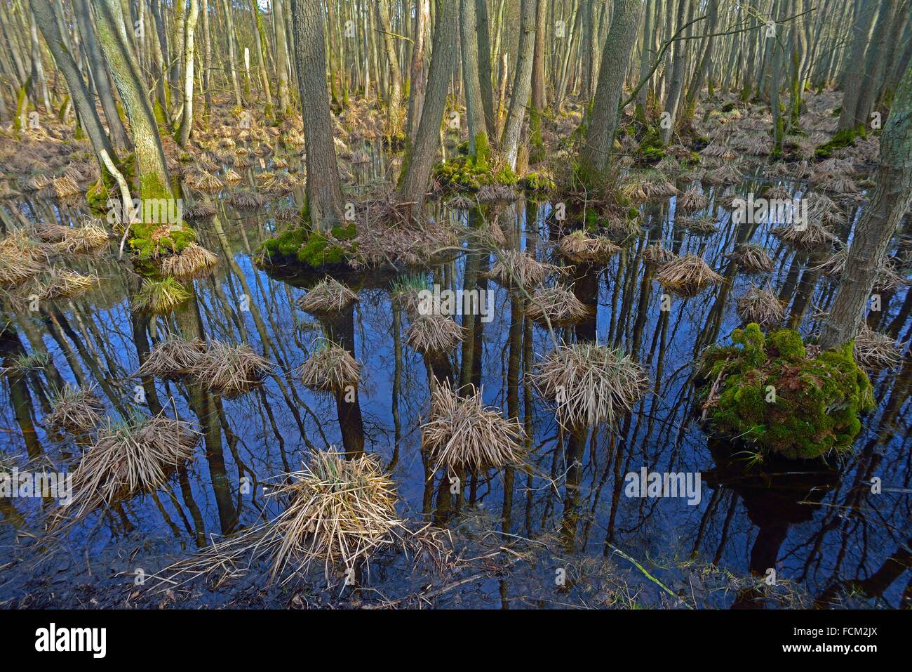 Darsser moor hi-res stock photography and images - Alamy