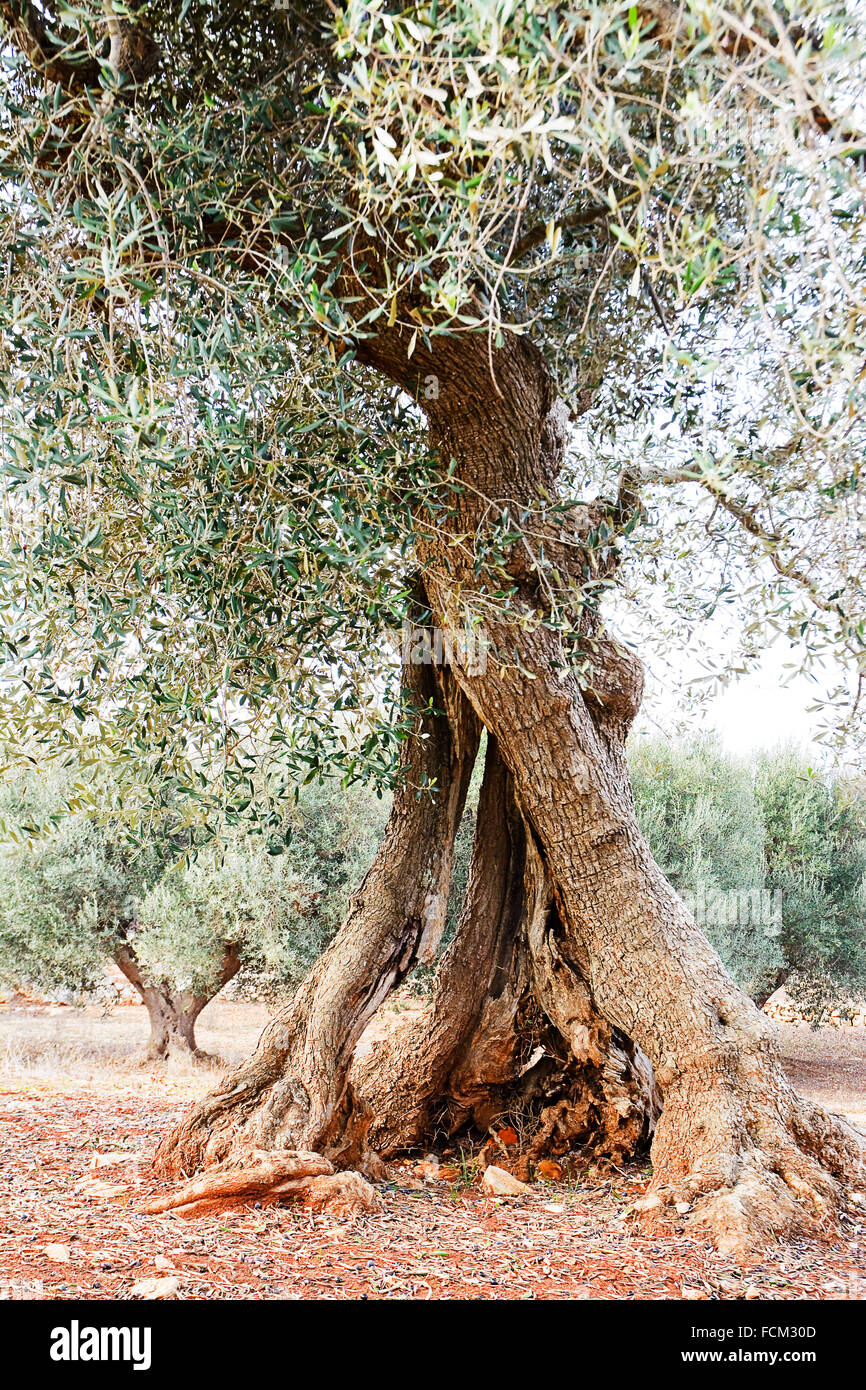 Xylella Olive Stock Photos & Xylella Olive Stock Images - Alamy