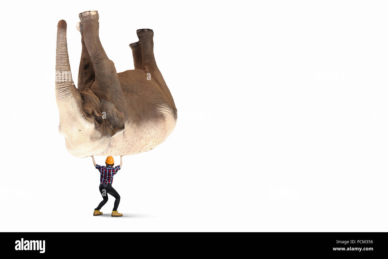 Elephant carrying heavy hi-res stock photography and images - Alamy