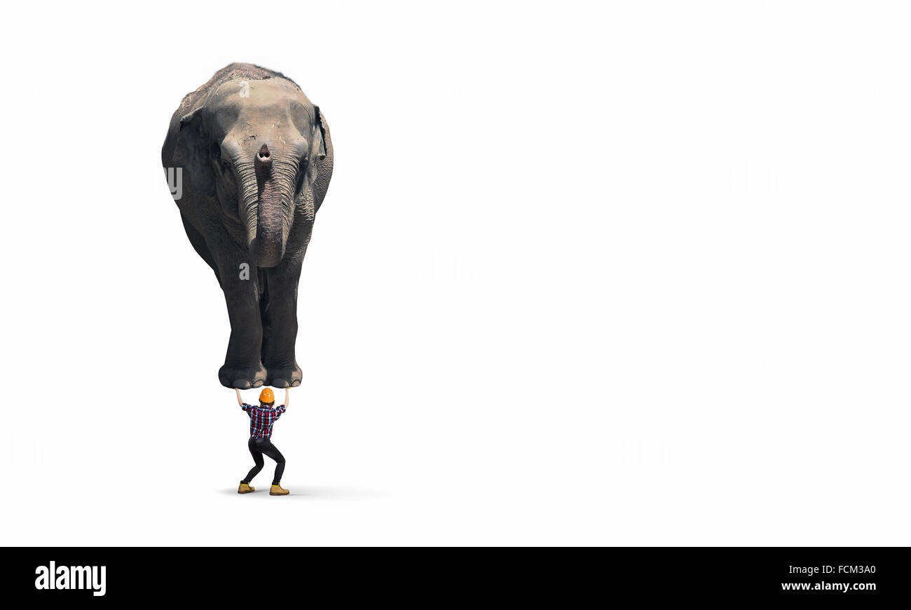 Elephant carrying heavy hi-res stock photography and images - Alamy