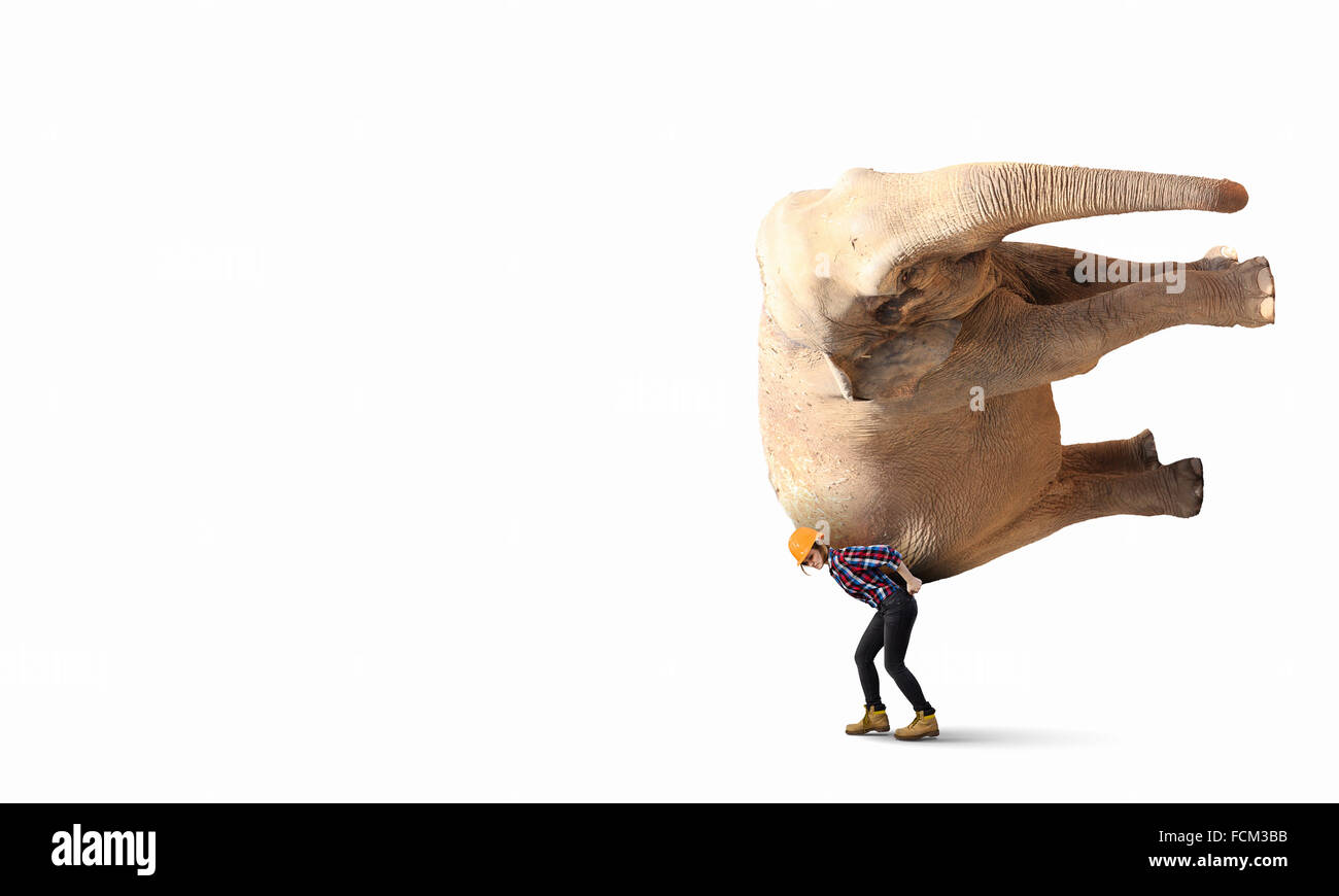 Elephant carrying heavy hi-res stock photography and images - Alamy