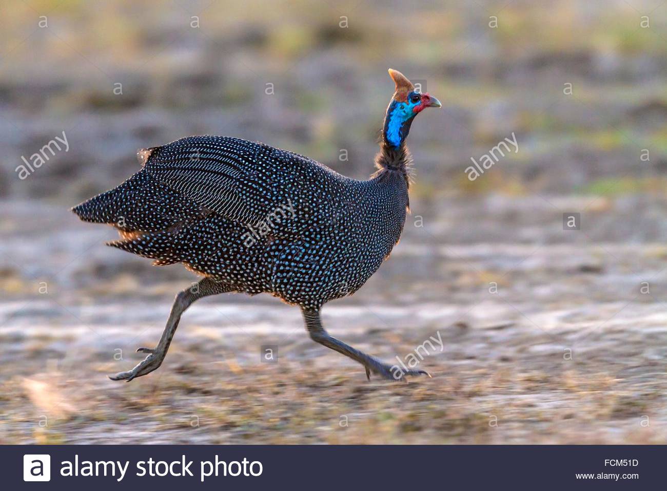 Helmeted Guinea Fowl Stock Photos & Helmeted Guinea Fowl Stock Images ...