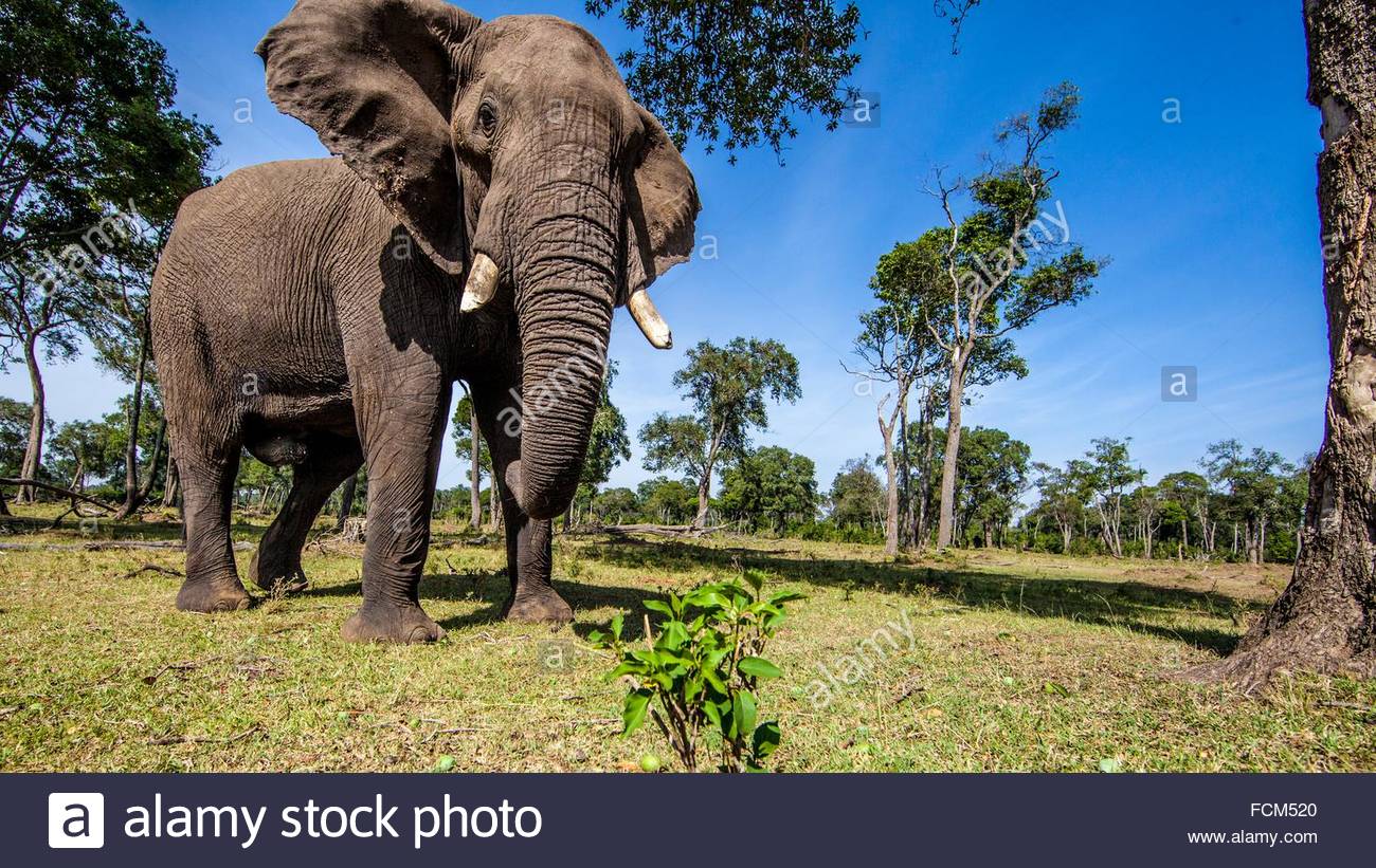 Elephant Fruit Stock Photos & Elephant Fruit Stock Images - Alamy