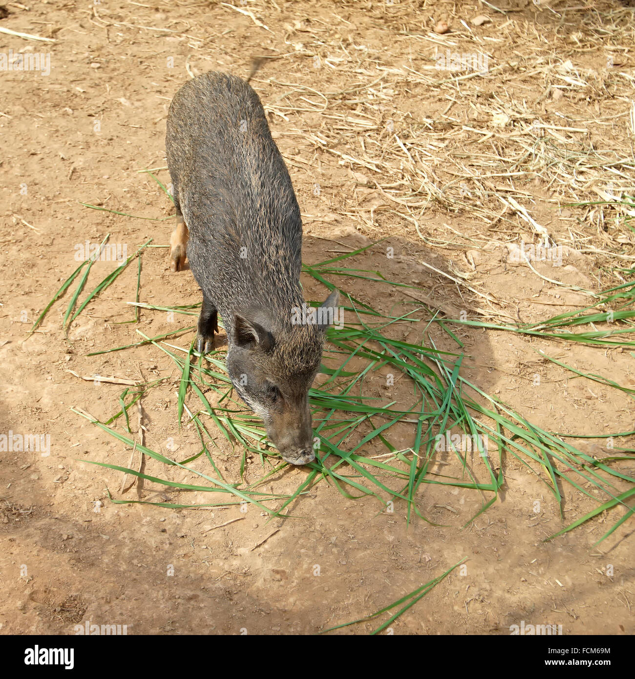 Boar teeth hi-res stock photography and images - Alamy