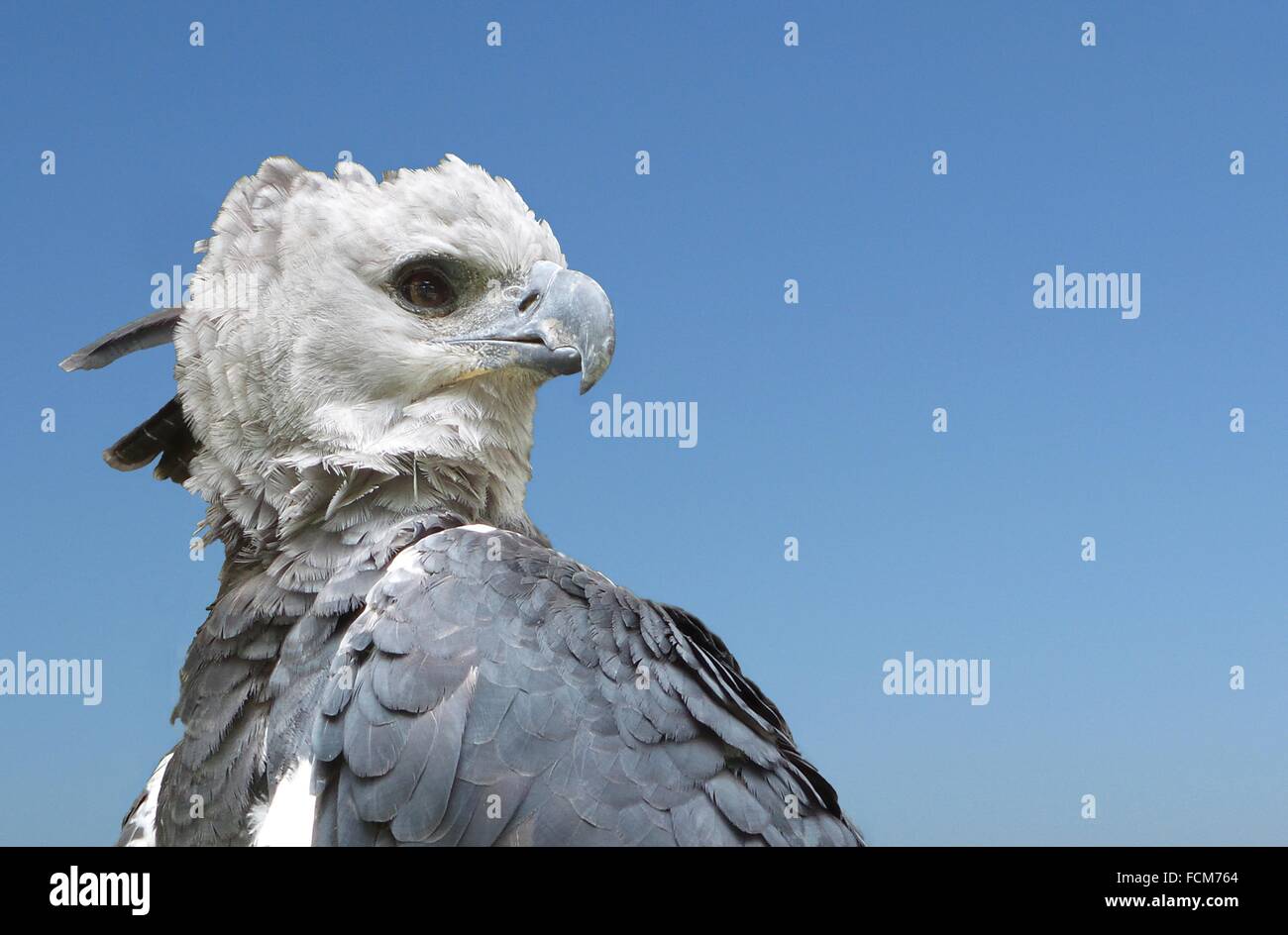 Harpia harpyja picture hi-res stock photography and images - Alamy