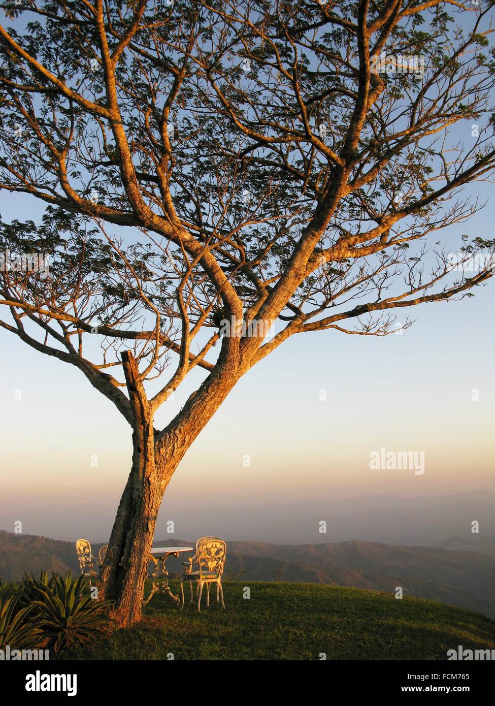 Saman samanea hi-res stock photography and images - Alamy