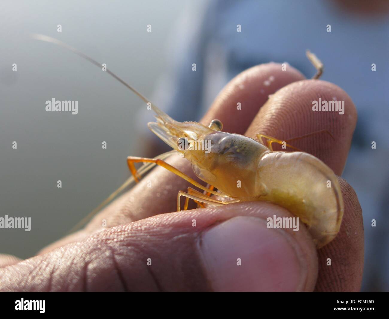 Guarico High Resolution Stock Photography and Images - Alamy