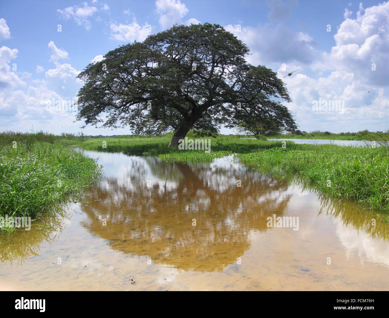 Guarico High Resolution Stock Photography and Images - Alamy