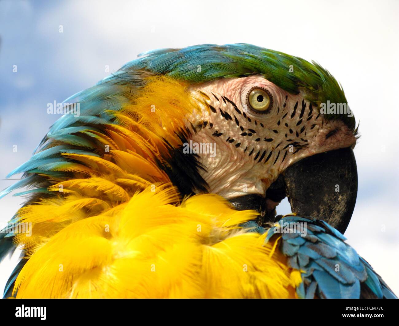 Parrot anatomy hi-res stock photography and images - Alamy