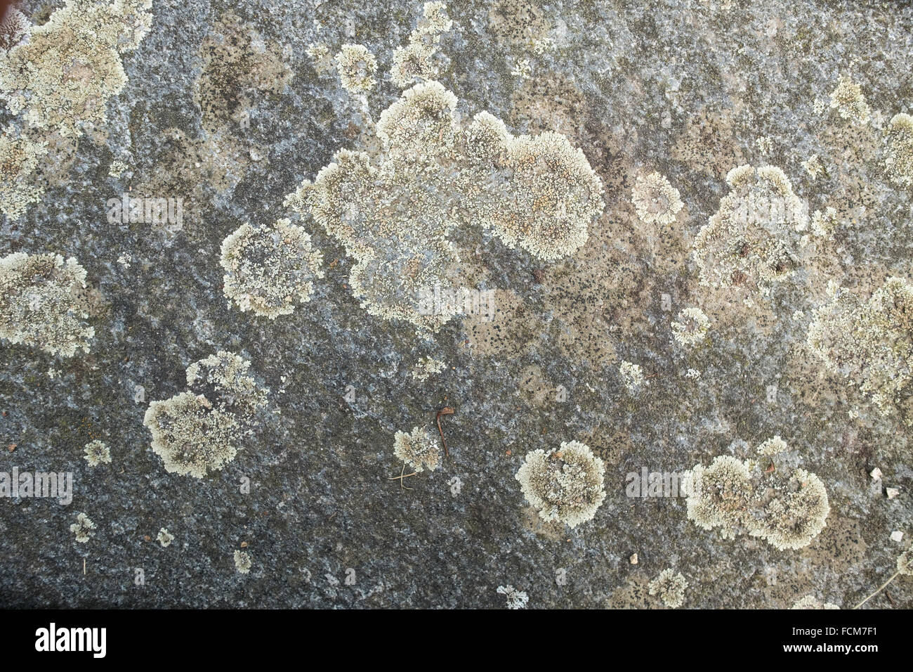 Lichen on a stone slab as background Stock Photo - Alamy