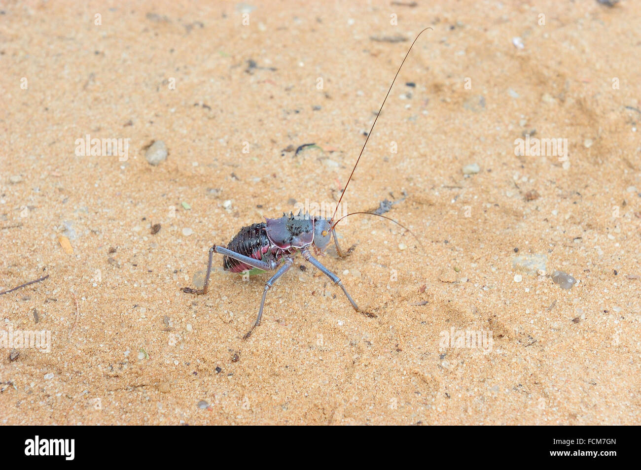 Armoured ground cricket in the Kgalagadi Transfrontier Park Stock Photo ...