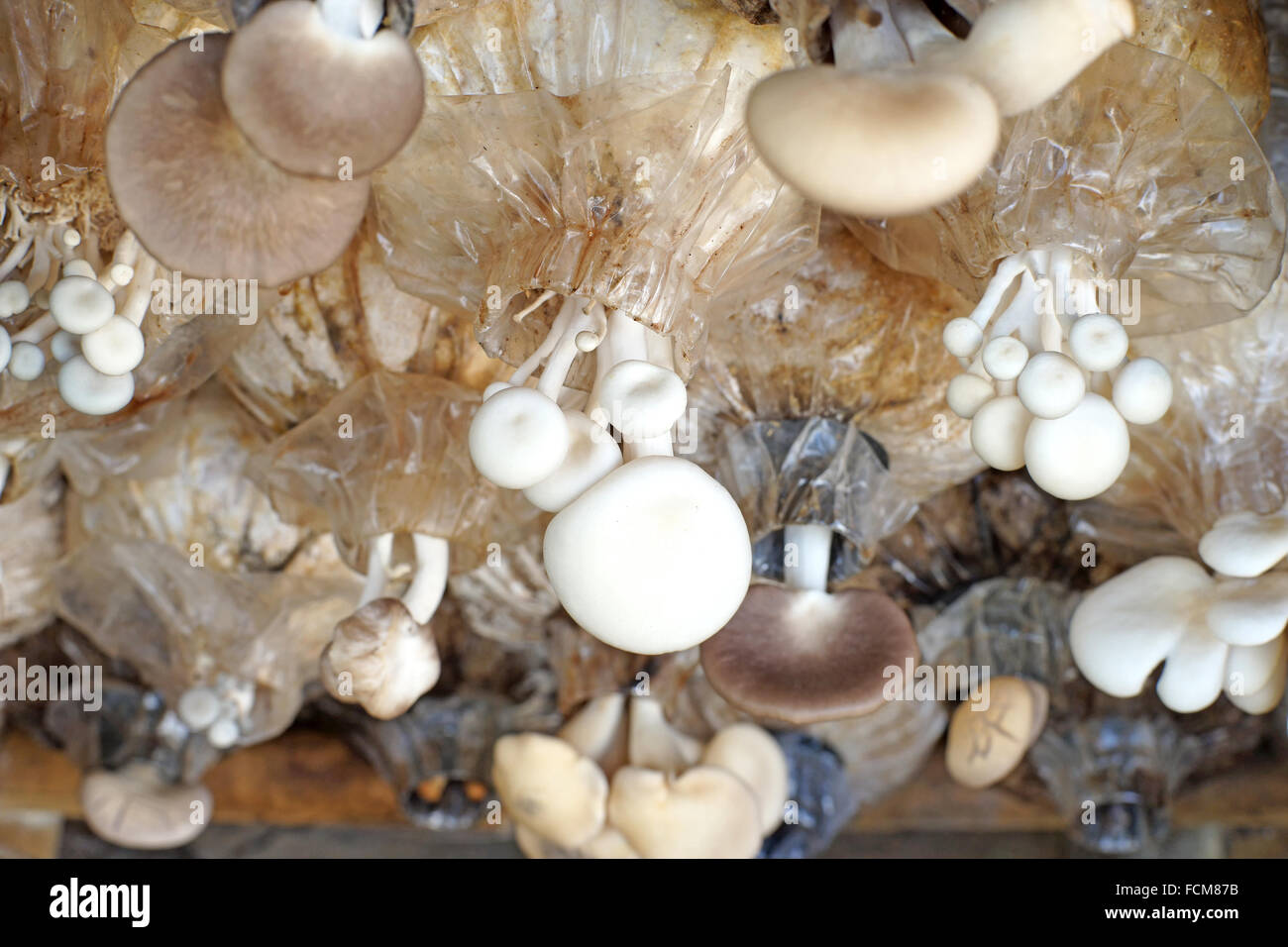 abalone oyster mushroom in nursery bag Stock Photo - Alamy