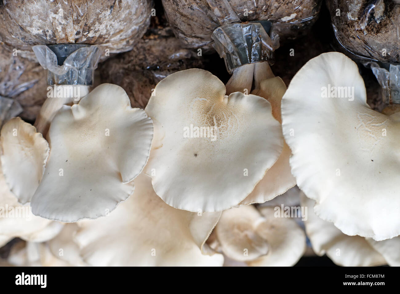 abalone oyster mushroom in nursery bag Stock Photo - Alamy