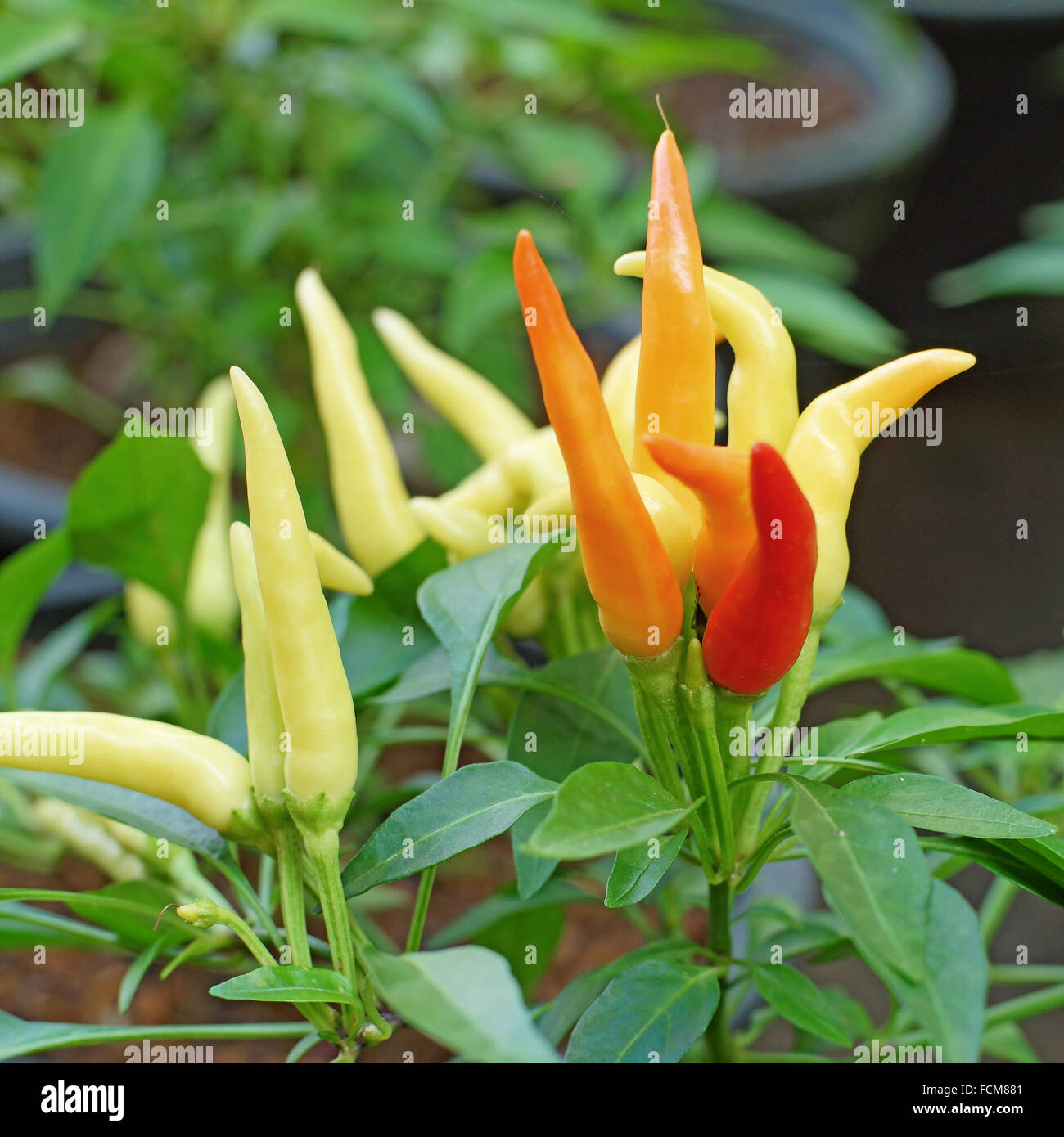 Ornamental chili pepper hi-res stock photography and images - Alamy