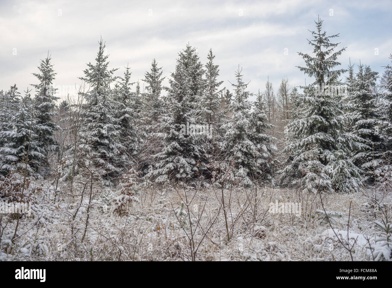 Spruce trees forest covered with snow silent winter Picea abies Stock Photo - Alamy
