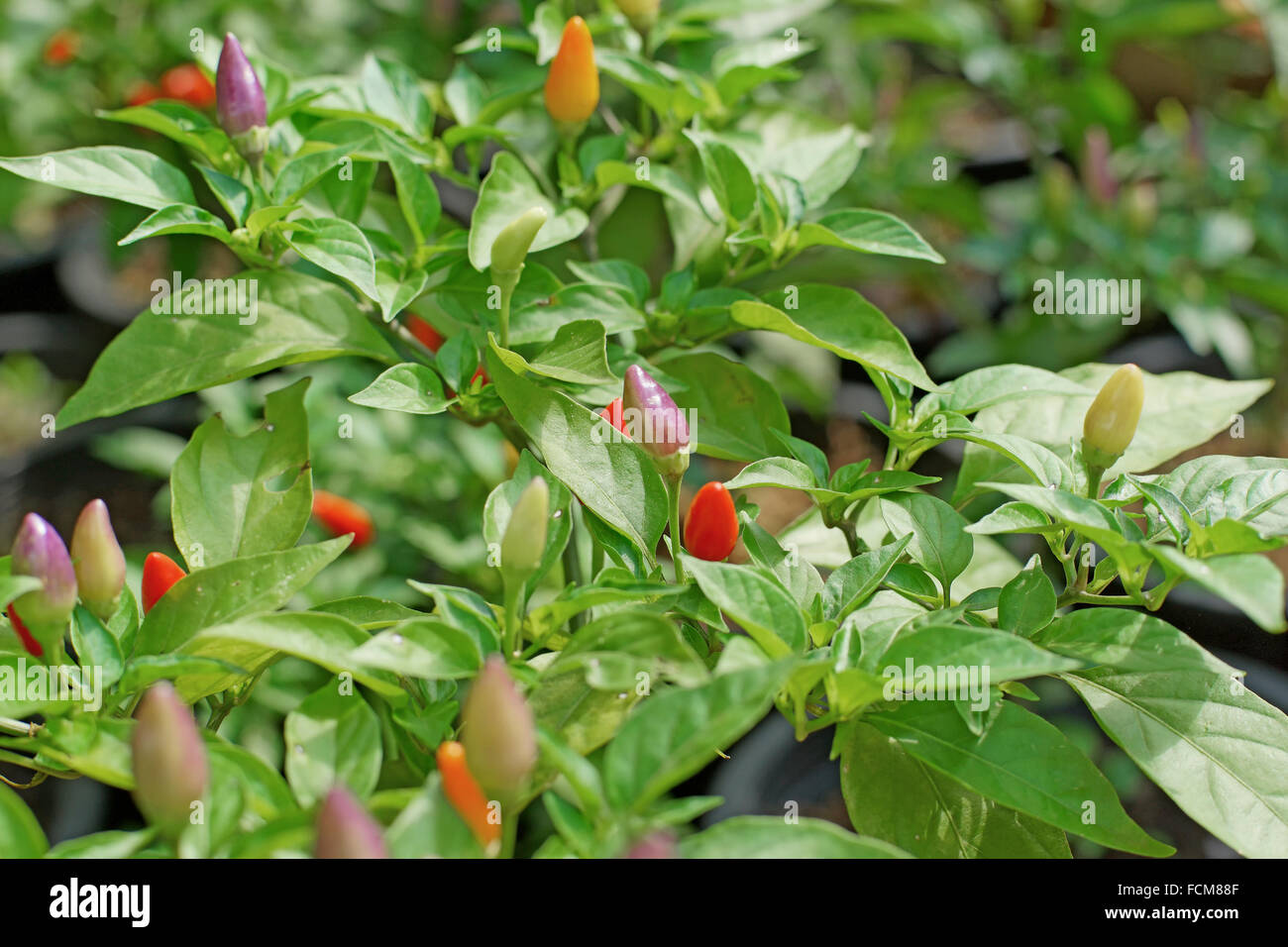 Ornamental pepper hi-res stock photography and images - Alamy