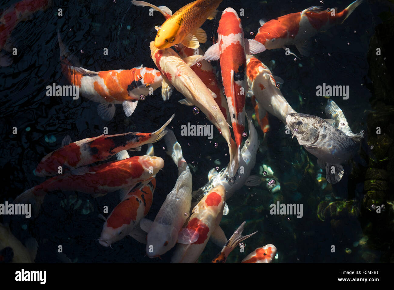 Koi fish red hi-res stock photography and images - Alamy