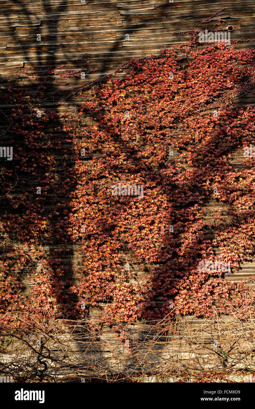 Shadow vine tree hi-res stock photography and images - Alamy