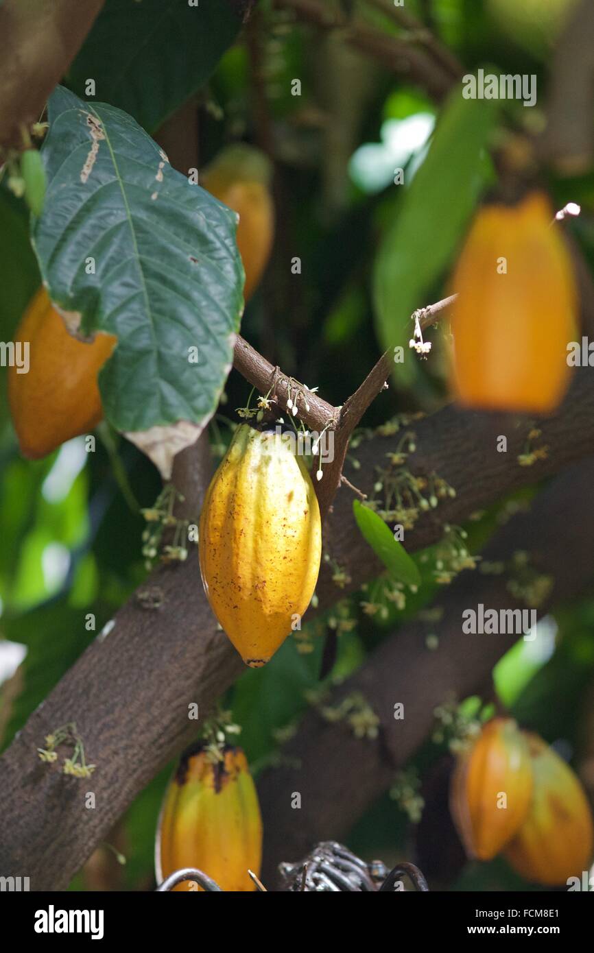 A Cacao Plant, the source of chocolate Stock Photo - Alamy