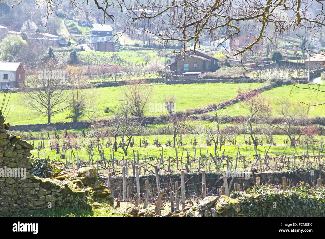 Santa Tecla romanesque monastery and its vineyards Ourense Galicia ...