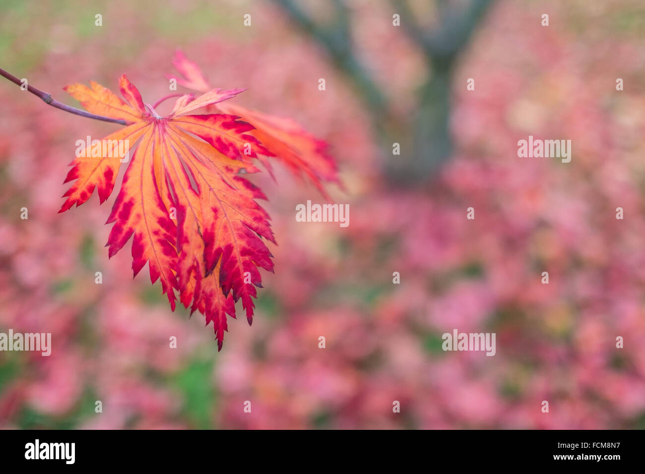 Red and orange colored leaf of a maple tree in fall Stock Photo - Alamy
