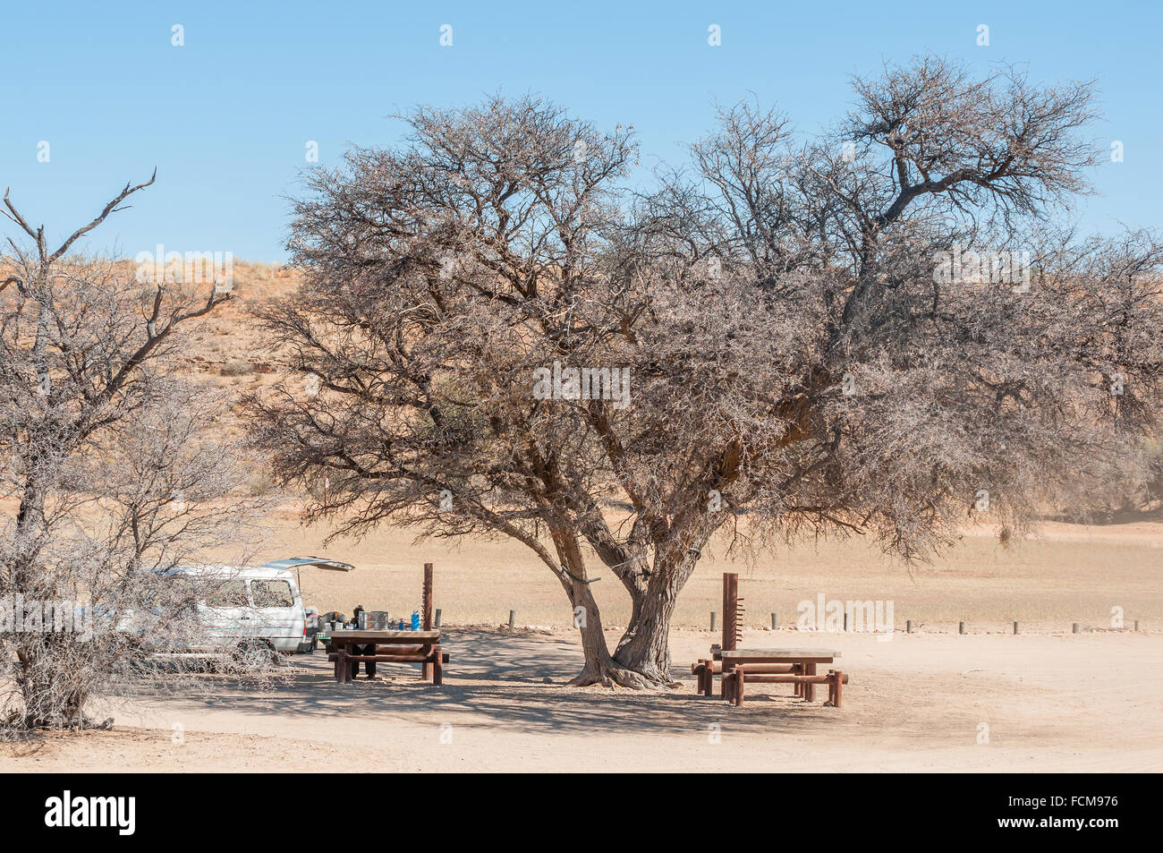 Mokala tree hi-res stock photography and images - Alamy