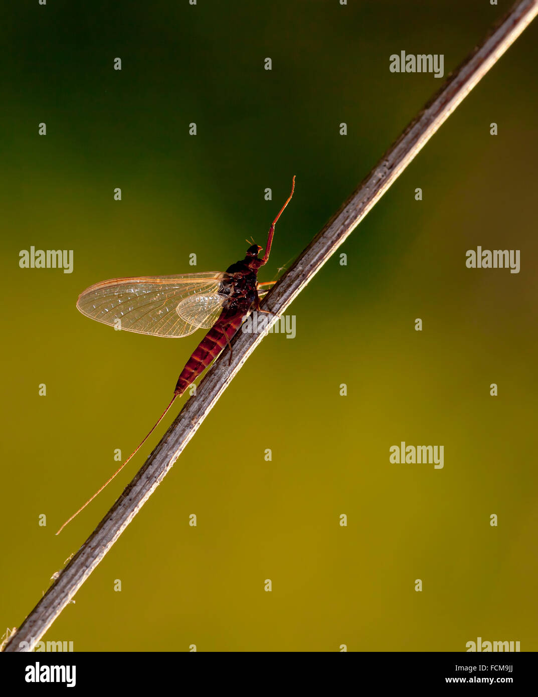 Green drake hi-res stock photography and images - Alamy