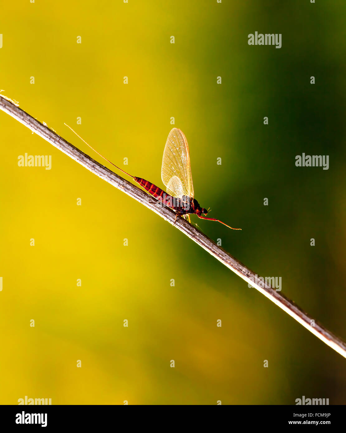 Green drake hi-res stock photography and images - Alamy