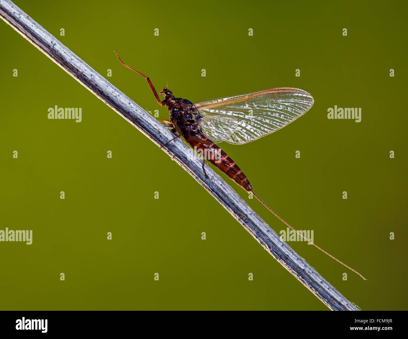 Green drake hi-res stock photography and images - Alamy